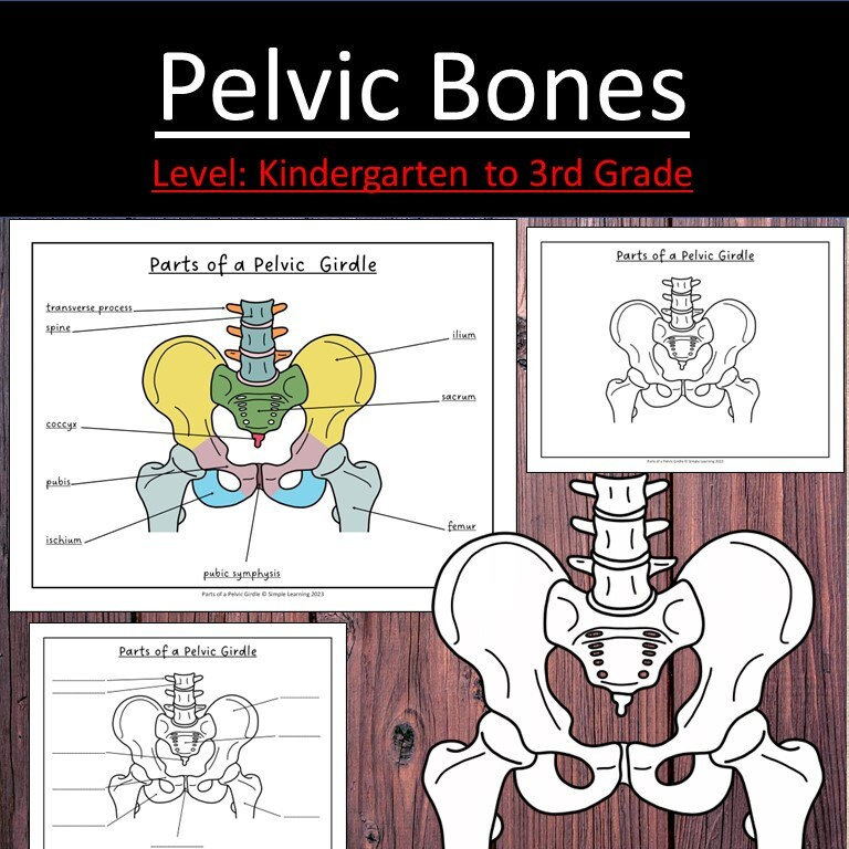 Pelvic Girdle Skeleton Bones Pelvis Anatomy Activities Science - Etsy