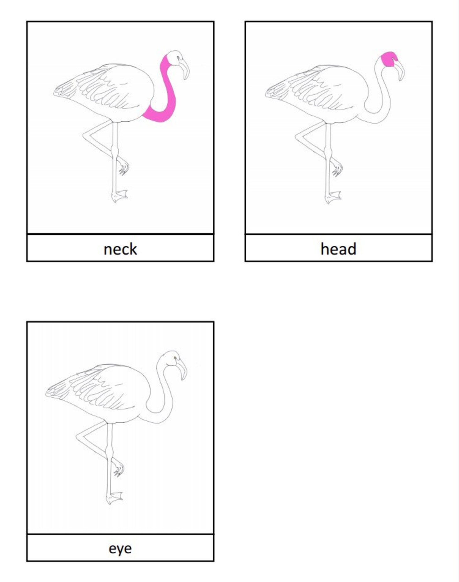 Parts of a Flamingo Summer Activity Three Part Cards Montessori ...