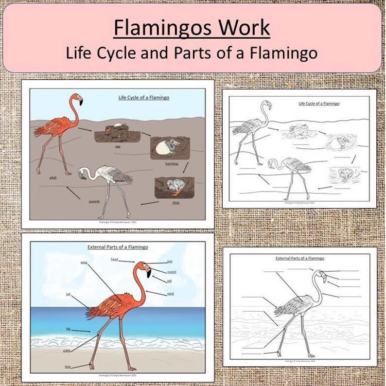 Flamingo Study Montessori Bird - Etsy