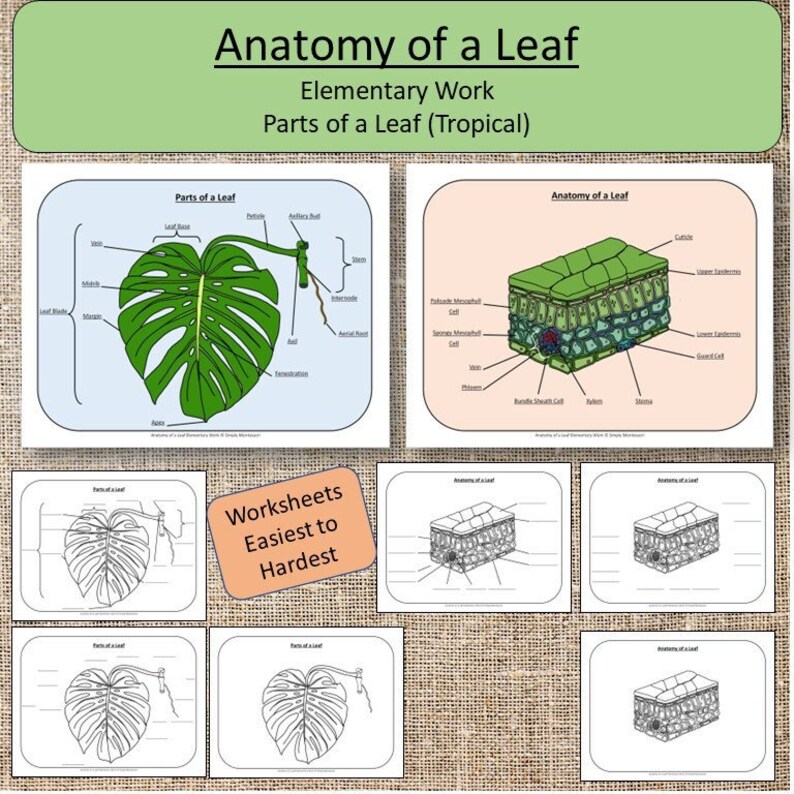 Anatomy of a Leaf and Parts of a Leaf Botany Elementary Montessori ...