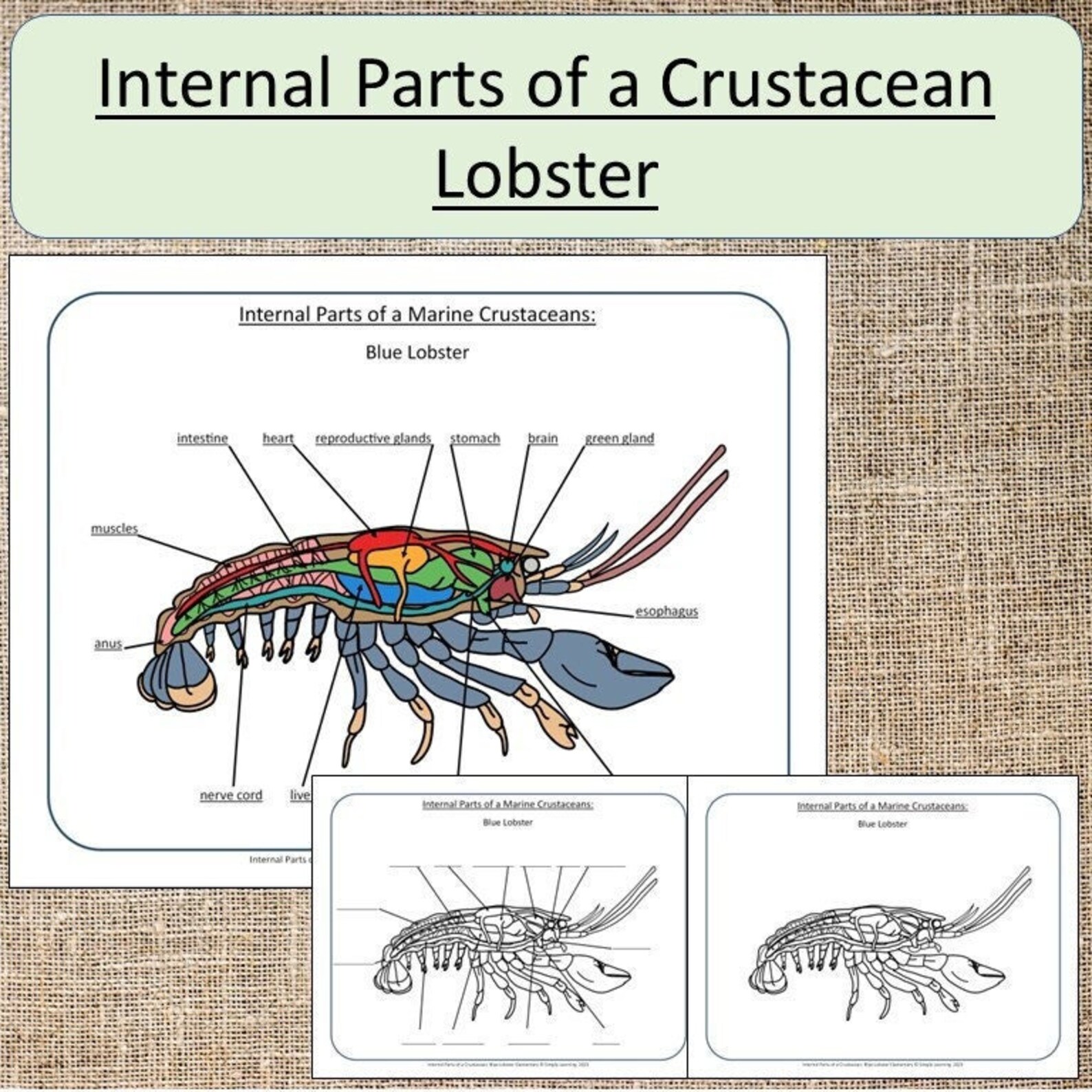 Internal Parts of a Crustaceans: Lobster Elementary Level Montessori ...