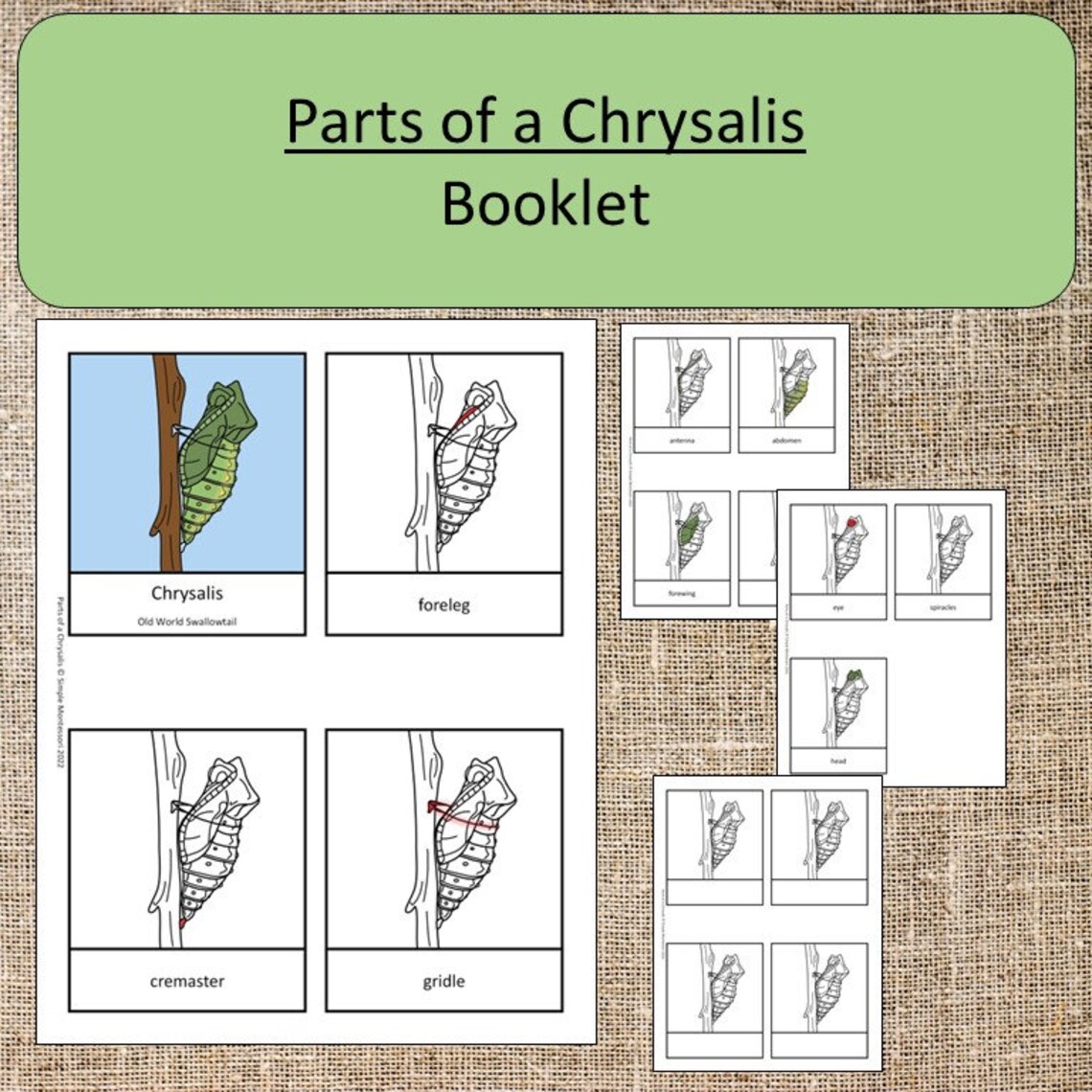 Parts of a Chrysalis Butterfly Study Montessori Preschool Activities ...