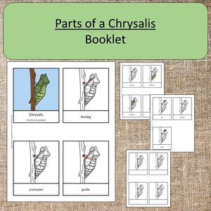 Parts of a Chrysalis Butterfly Study Montessori Preschool Activities ...