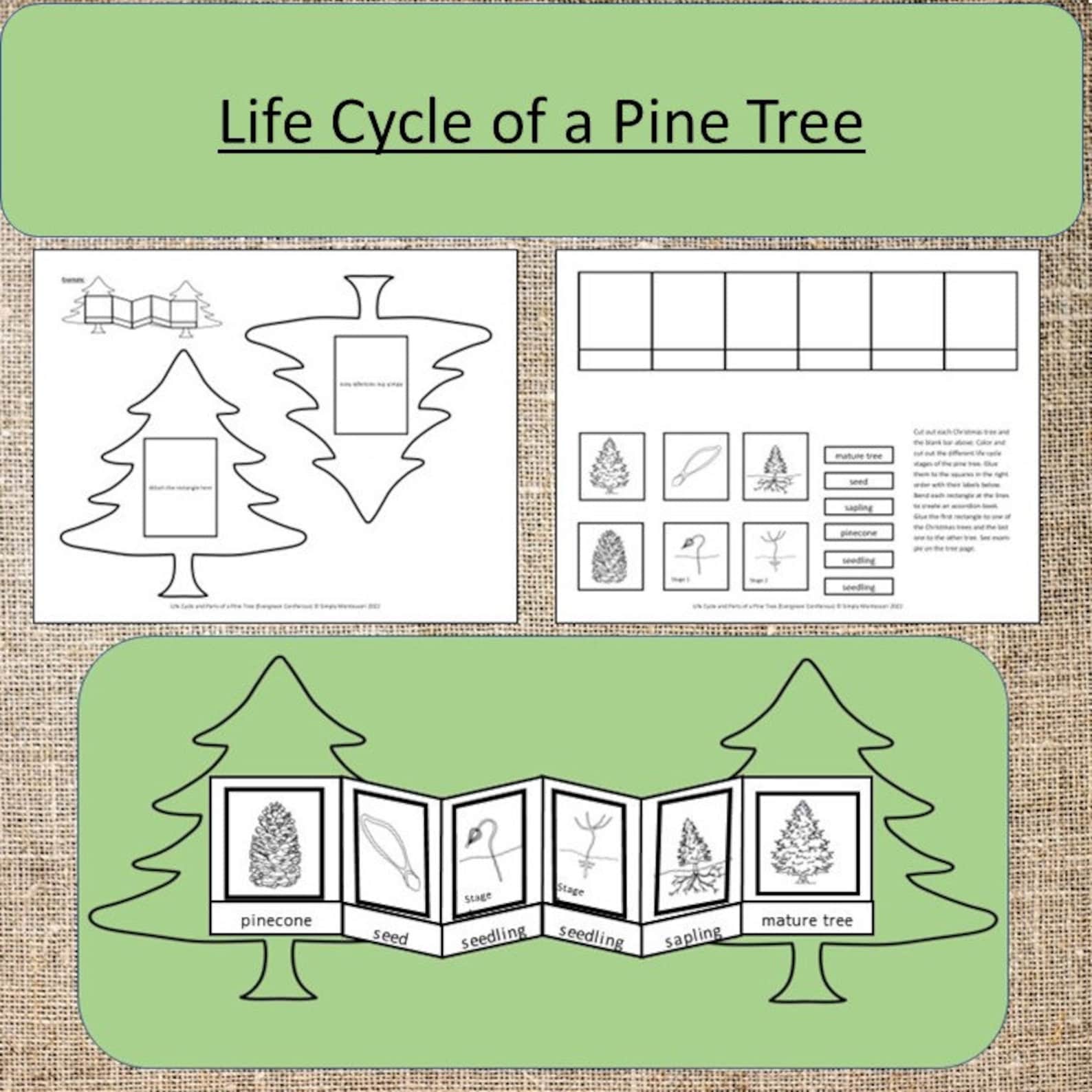 Life Cycle of a Pine Tree Evergreen Coniferous Montessori Science ...