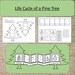 Life Cycle of a Pine Tree Evergreen Coniferous Montessori Science ...