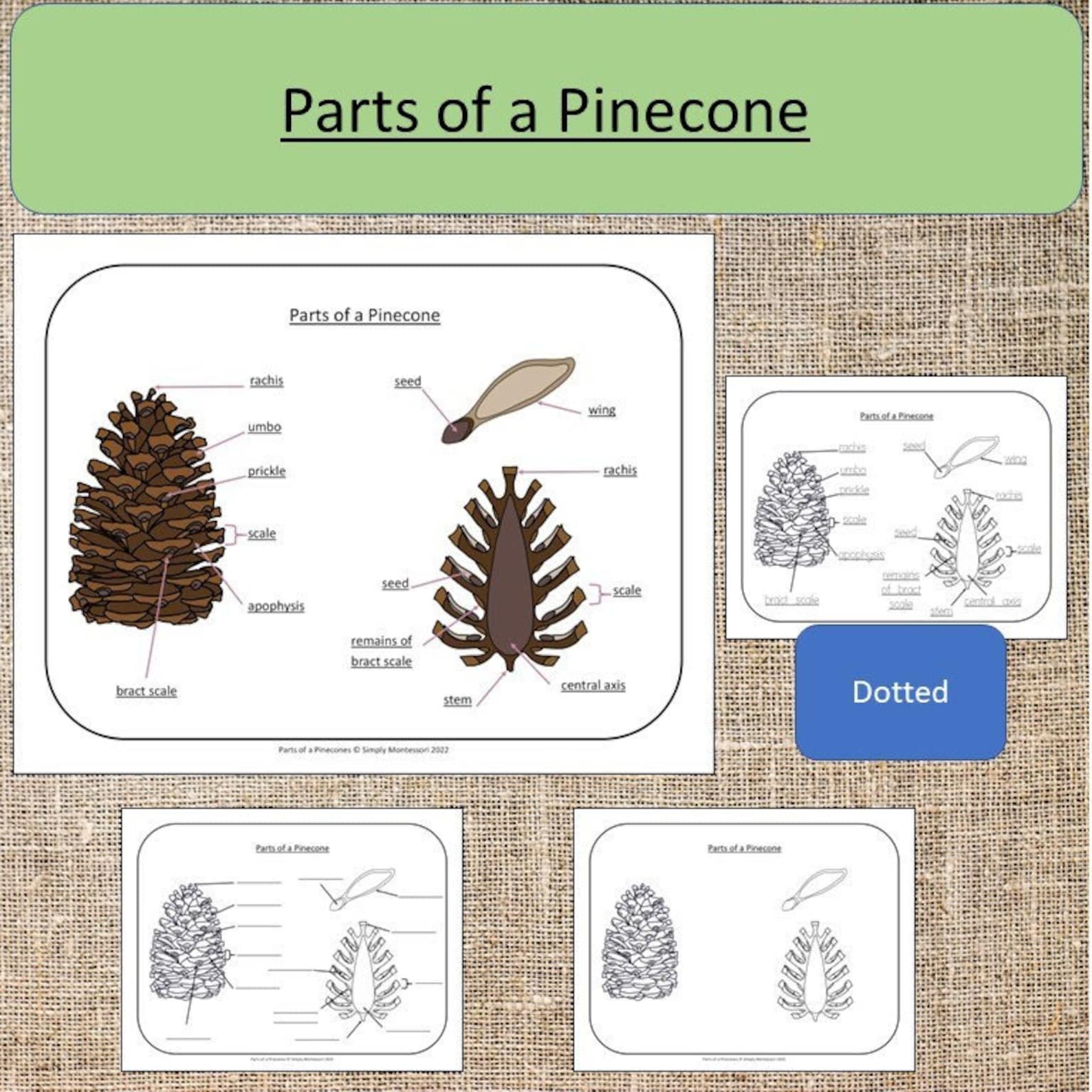 Parts of a Pinecone Science Botany Montessori Preschool Homeschooling ...