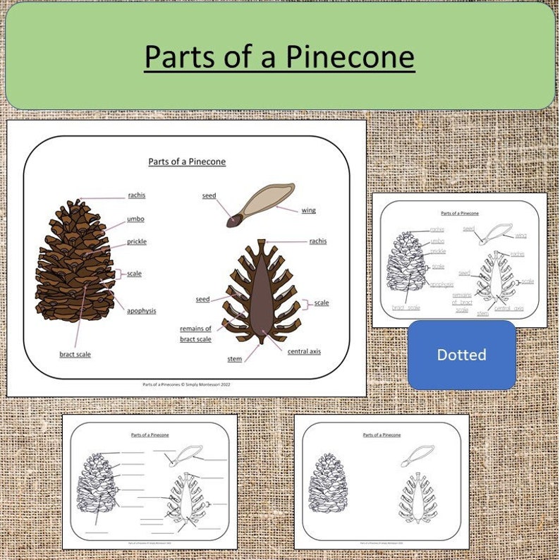 Parts of a Pinecone Science Botany Montessori Preschool Homeschooling ...