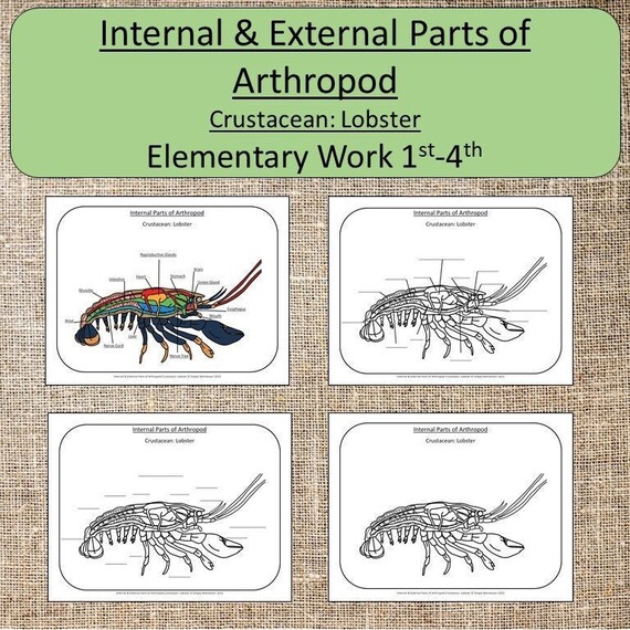Internal & External Parts of Arthropod Crustacean: Lobster - Etsy