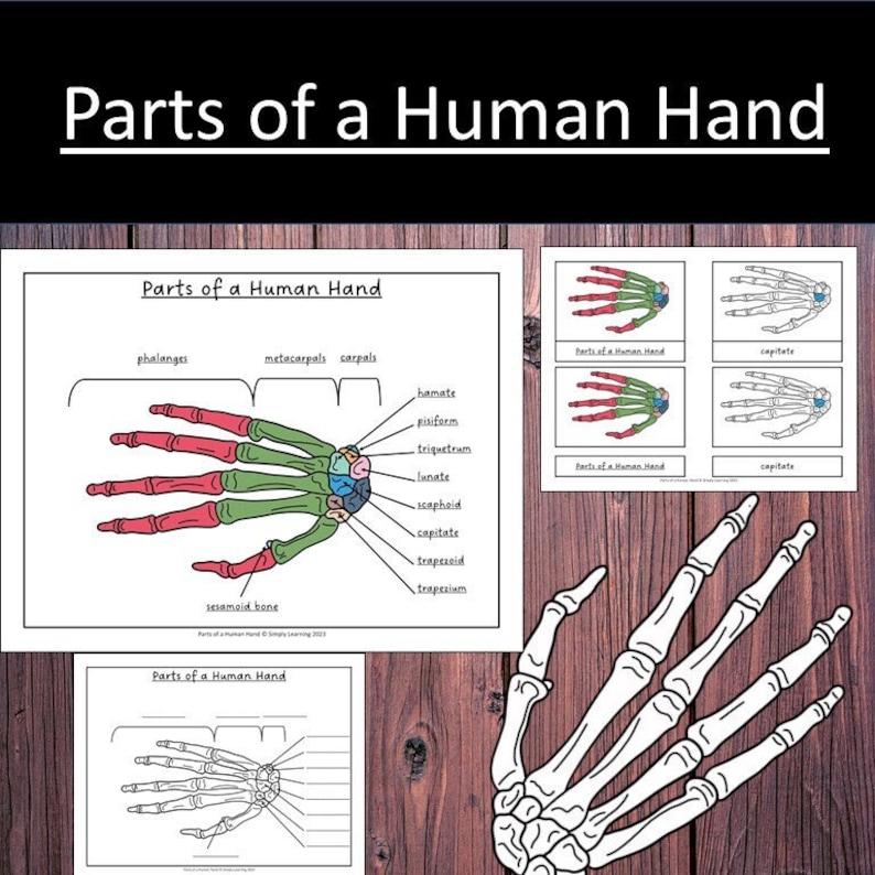 Parts of a Human Hand Anatomy Bones Work Science Level 1 - Etsy