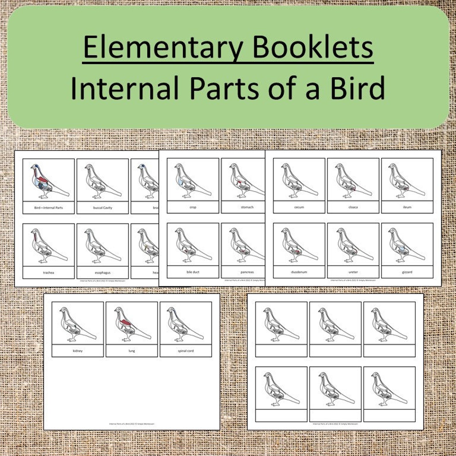 Internal Parts of a Bird Elementary Montessori Zoology Science Bird ...