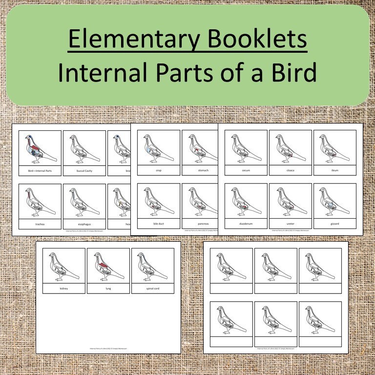 Internal Parts of a Bird Elementary Montessori Zoology Science Bird ...