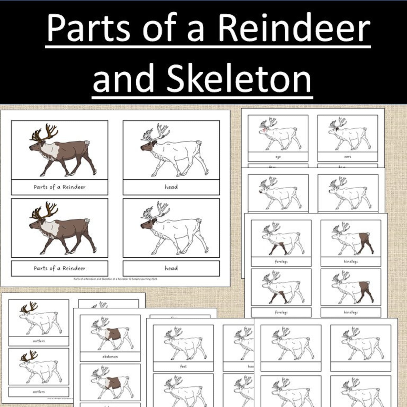 Parts of a Reindeer and Skeleton Winter Study Curriculum Elementary - Etsy