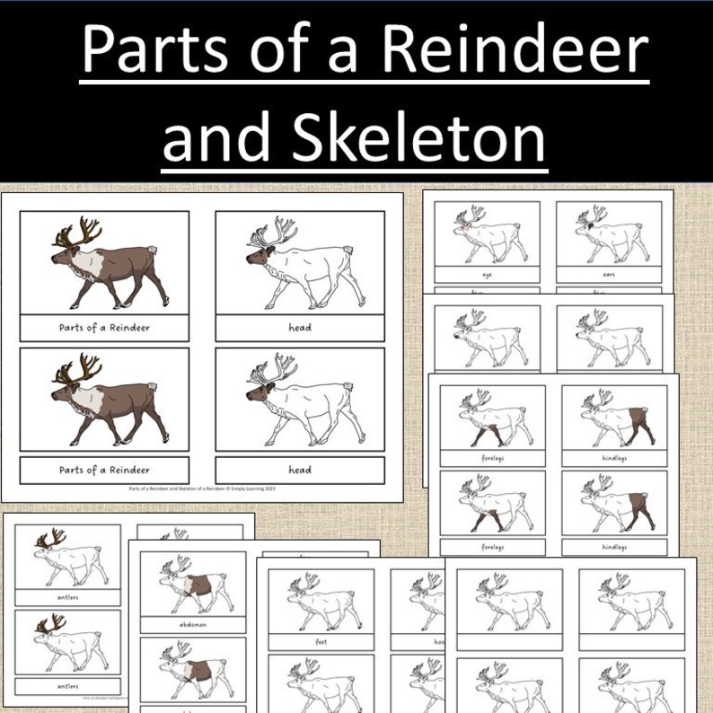 Parts of a Reindeer and Skeleton Winter Study Curriculum Elementary - Etsy