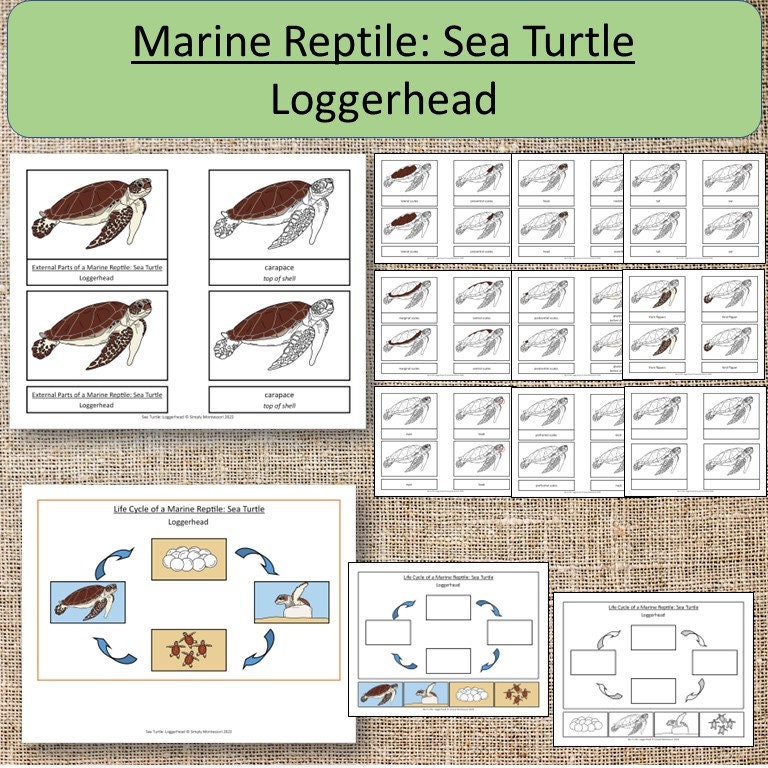 Marine Reptile: Sea Turtle Loggerhead Ocean Study Life Cycle & Parts ...
