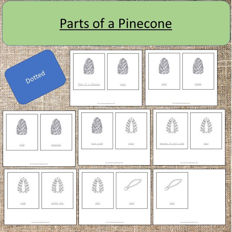 Parts of a Pinecone Science Botany Montessori Preschool Homeschooling ...