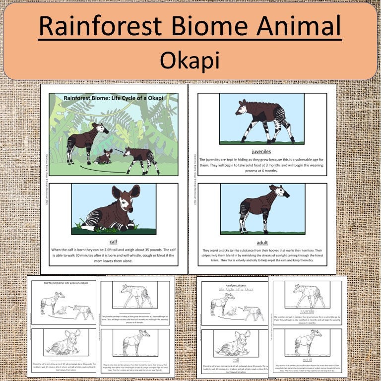 Rainforest Biome Animal: Okapi Study Montessori - Etsy