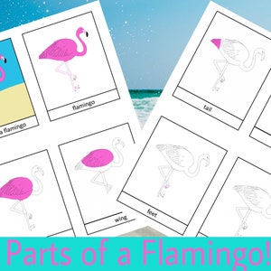 Parts of a Flamingo Summer Activity Three Part Cards Montessori ...
