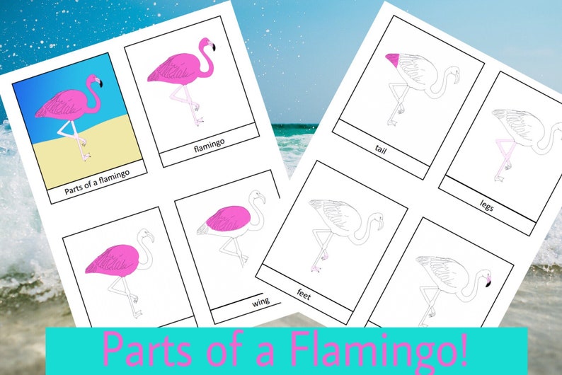 Parts of a Flamingo Summer Activity Three Part Cards Montessori ...