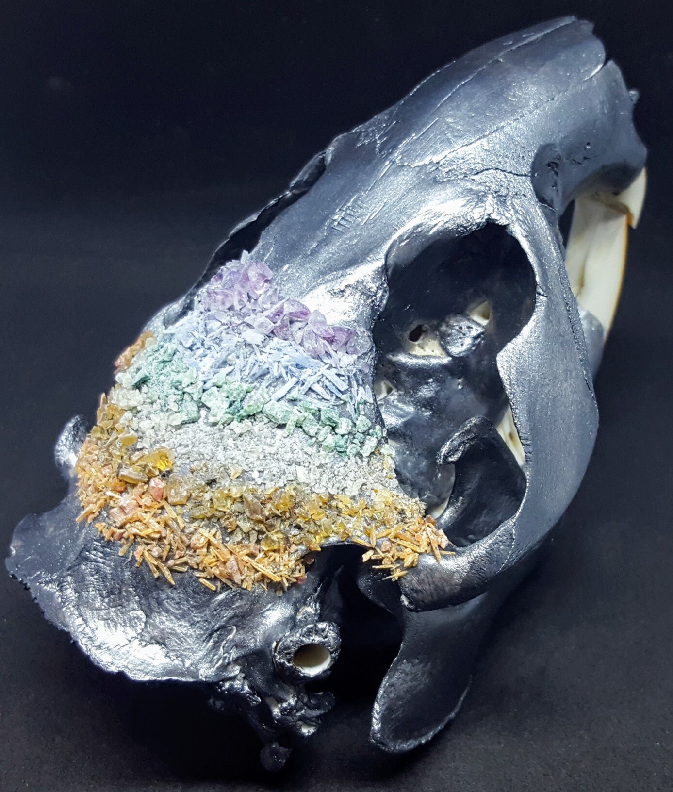 Rainbow Beaver Skull - Etsy
