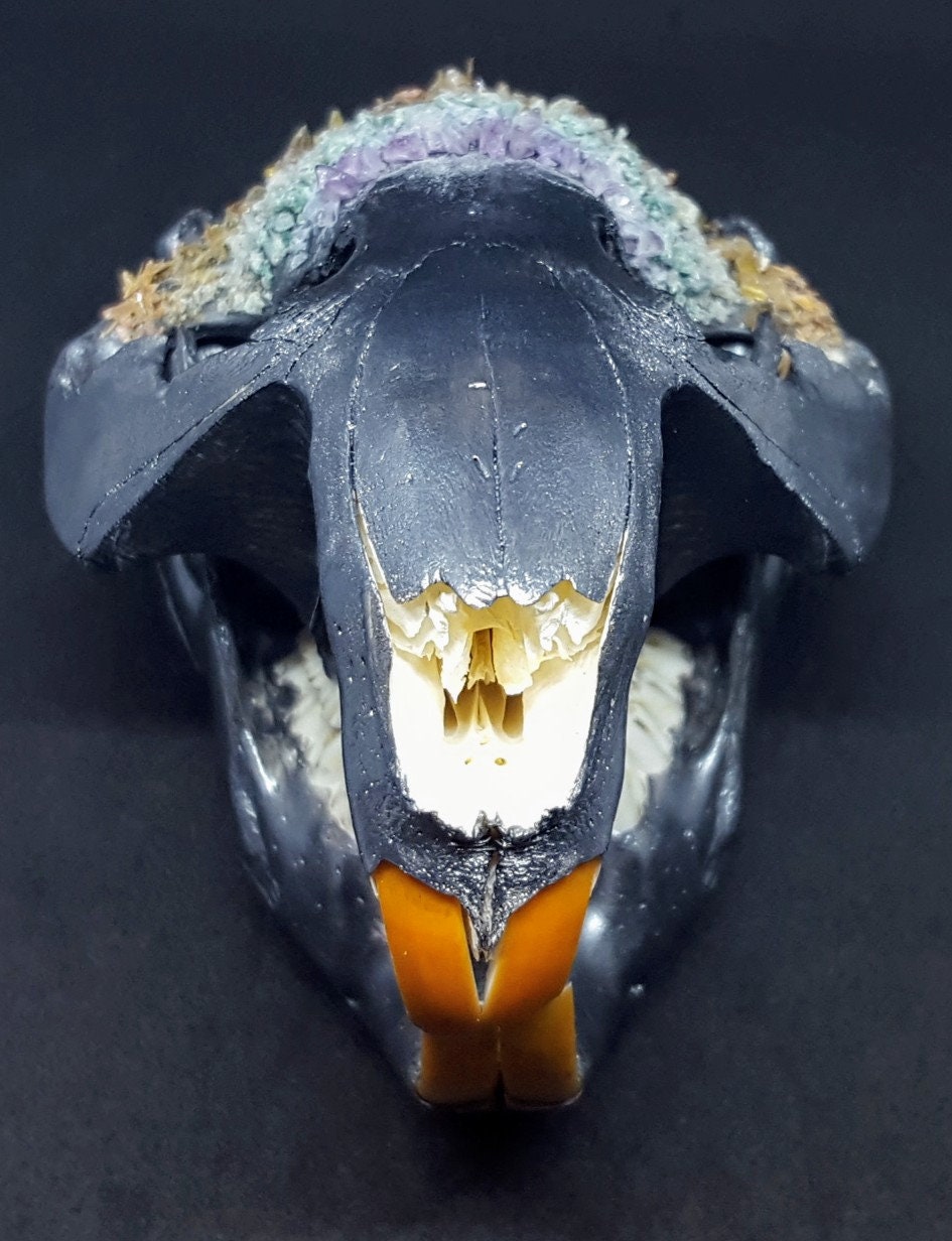 Rainbow Beaver Skull - Etsy