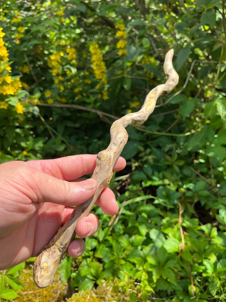 Natural Magic Wand Made of Sumac Wood Vinegar (rhus Typhina) the Wood ...