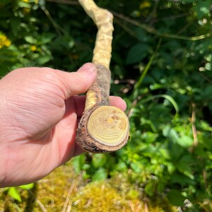 Natural Magic Wand Made of Sumac Wood Vinegar (rhus Typhina) the Wood ...