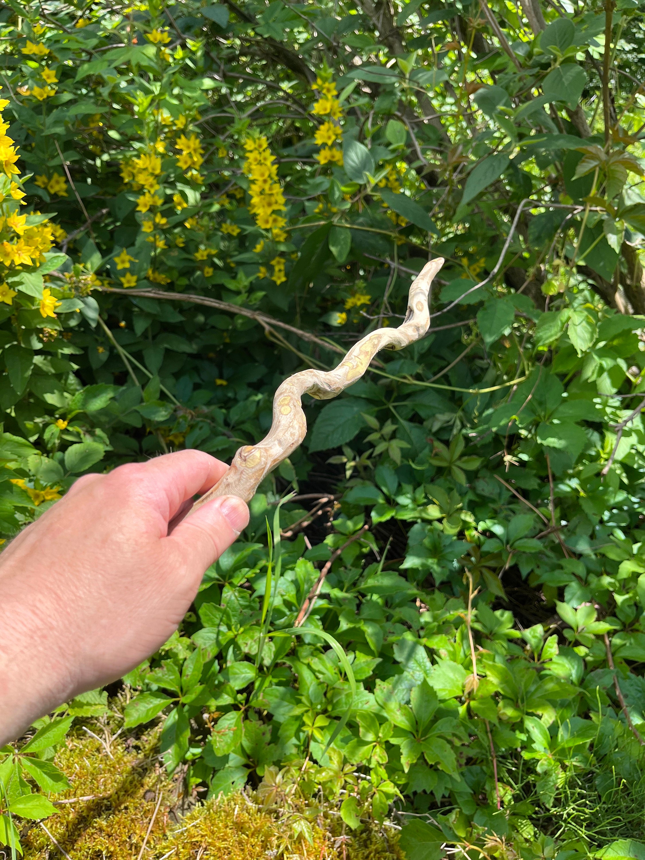 Natural Magic Wand Made of Sumac Wood Vinegar rhus Typhina the Wood of ...