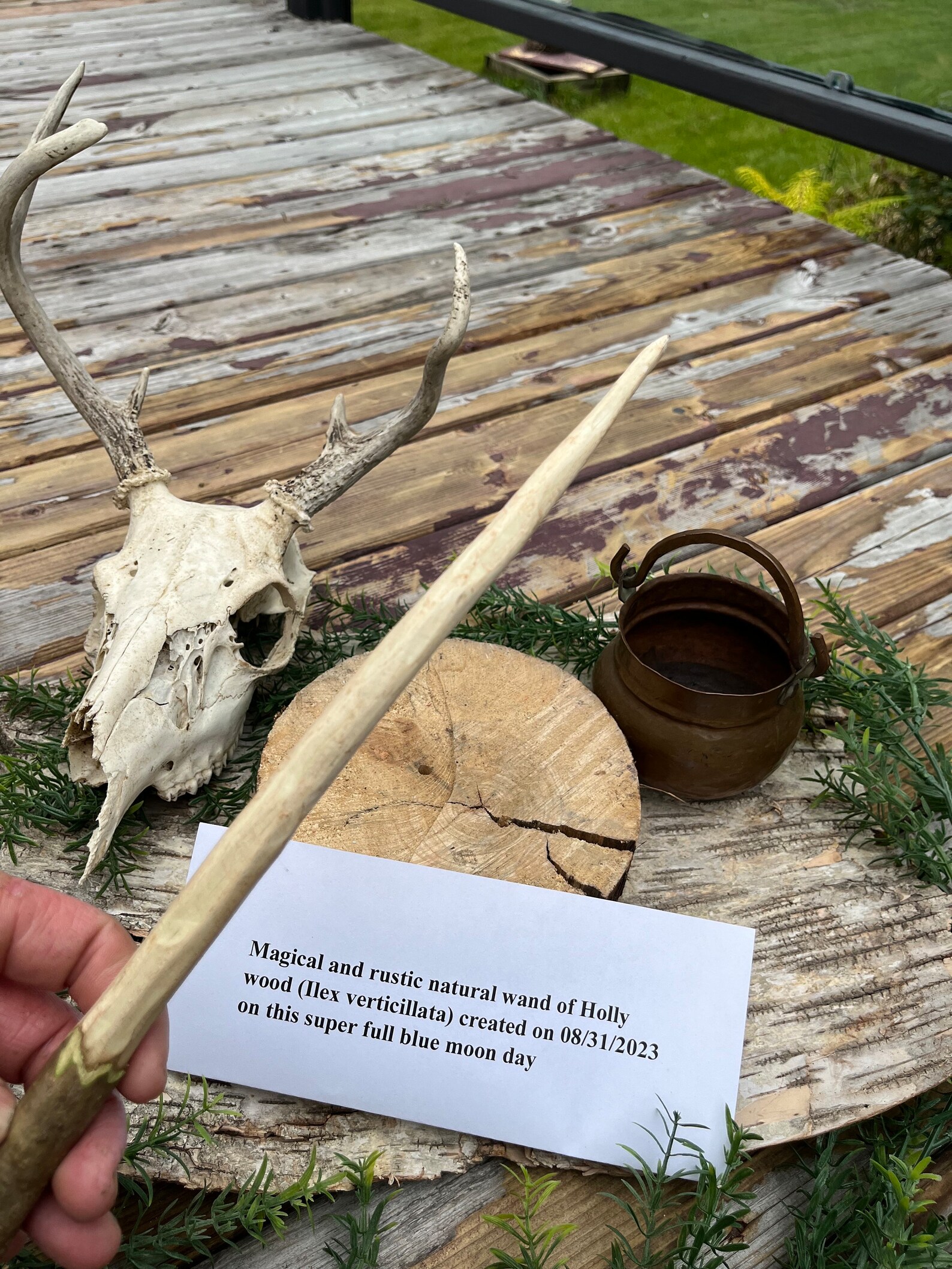Magic and Rustic Wand of Natural Natural Winter Holly Stick (ilex ...