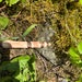Rustic Hawthorn Wood Witch's Wand Named Sgèile Bheag small Scale - Etsy