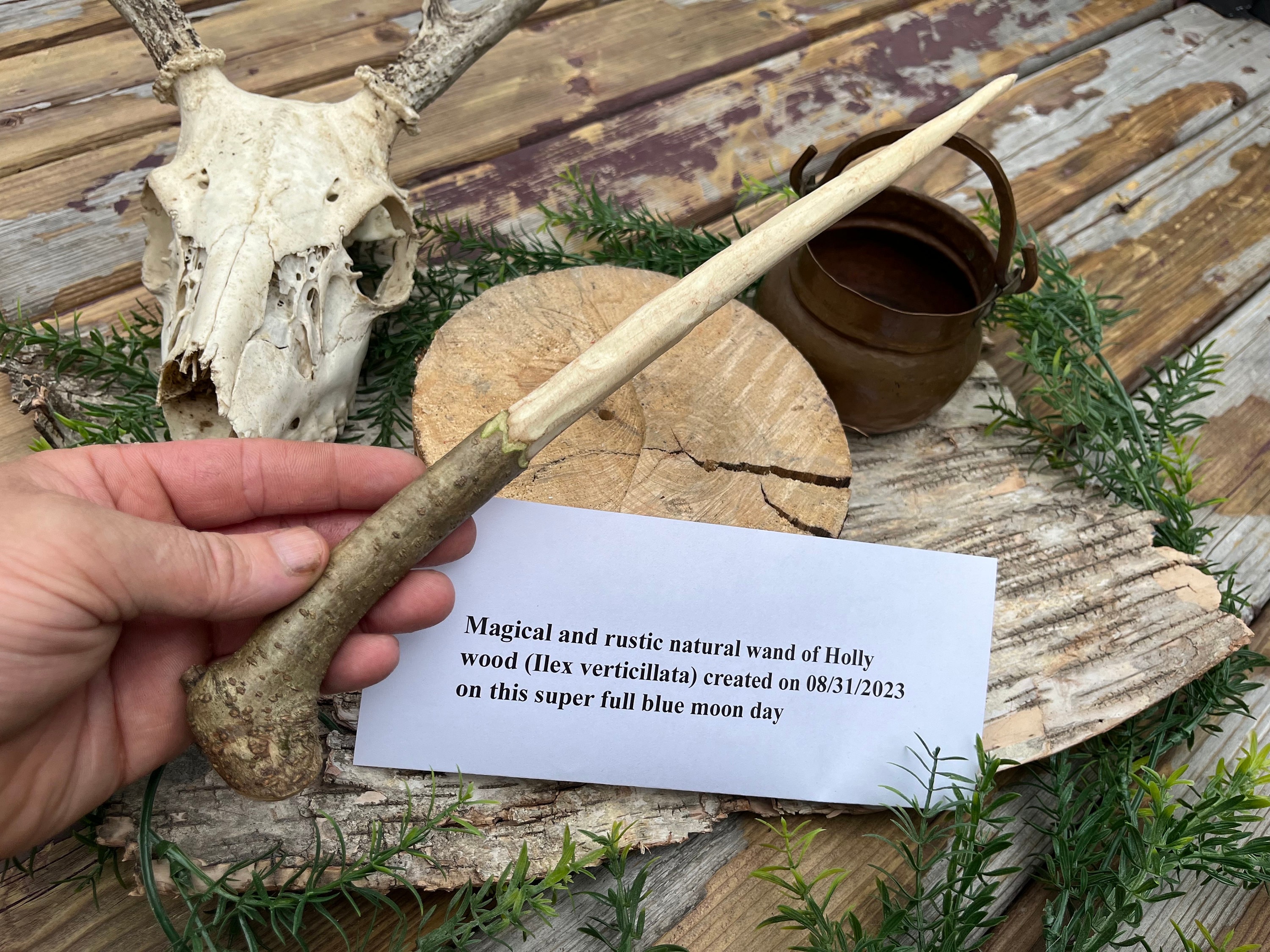 Magic and Rustic Wand of Natural Natural Winter Holly Stick (ilex ...