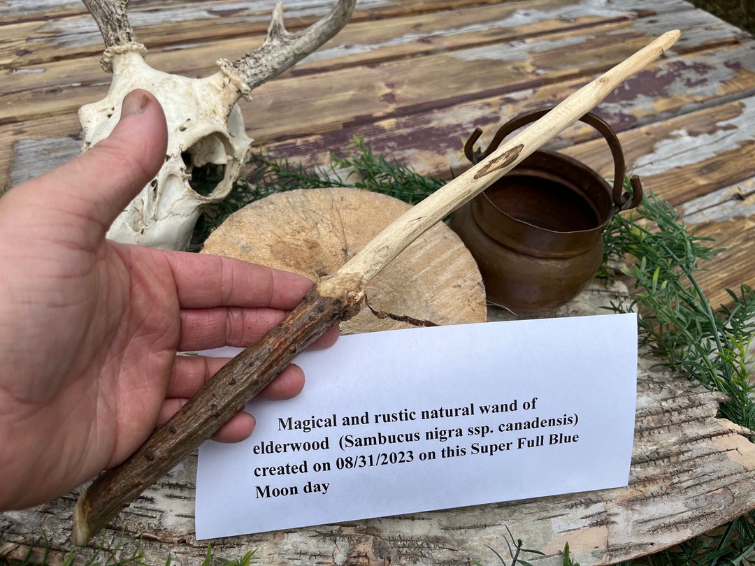 Elder Tree Wand (sambucus Nigra Ssp. Canadensis) Was Born on 08/31/2023 ...