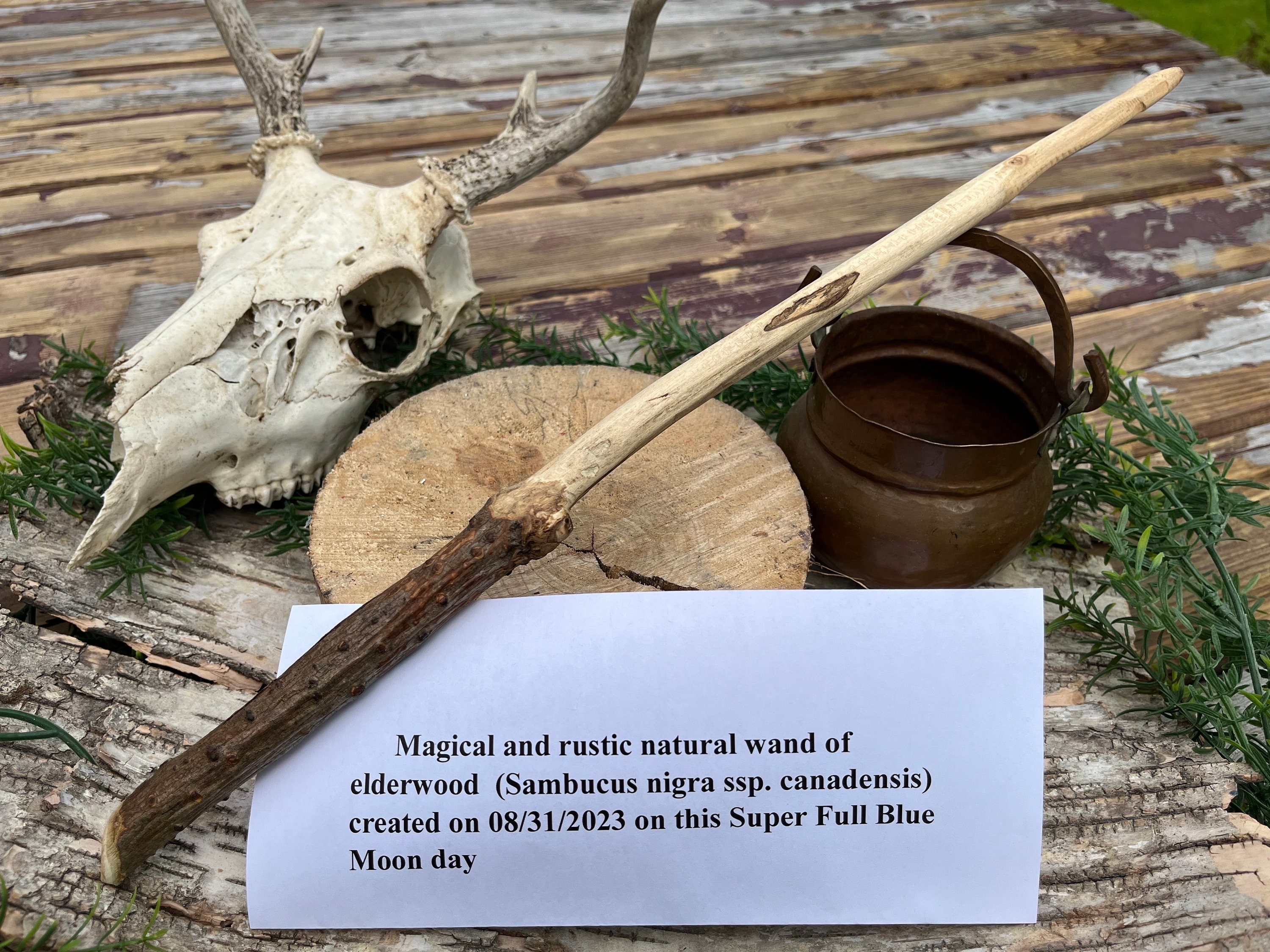 Elder Tree Wand sambucus Nigra Ssp. Canadensis Was Born on - Etsy