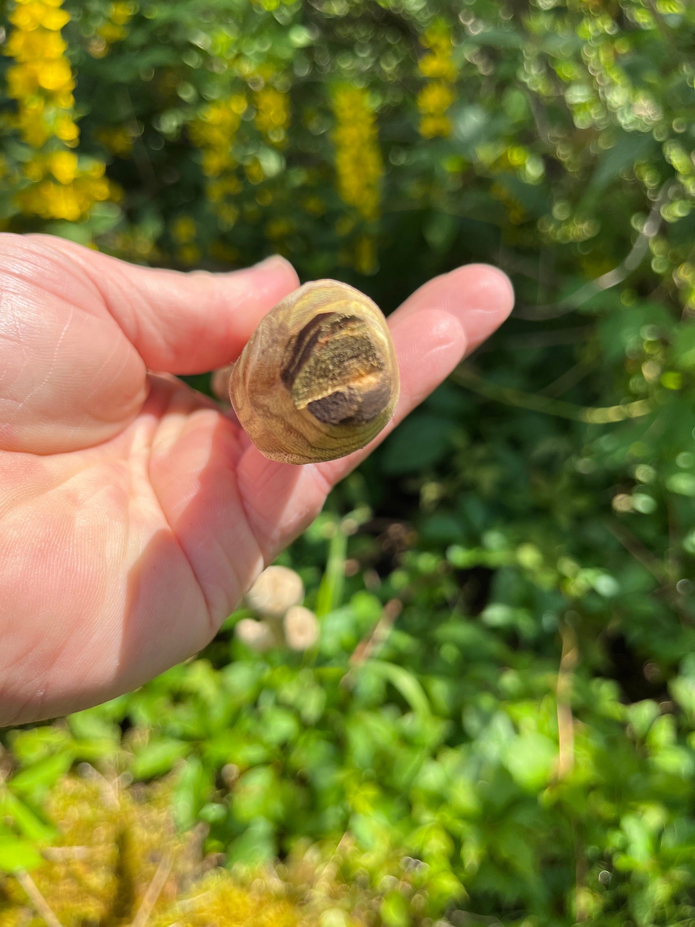 Natural Magic Wand Made of Sumac Wood Vinegar (rhus Typhina) the Wood ...