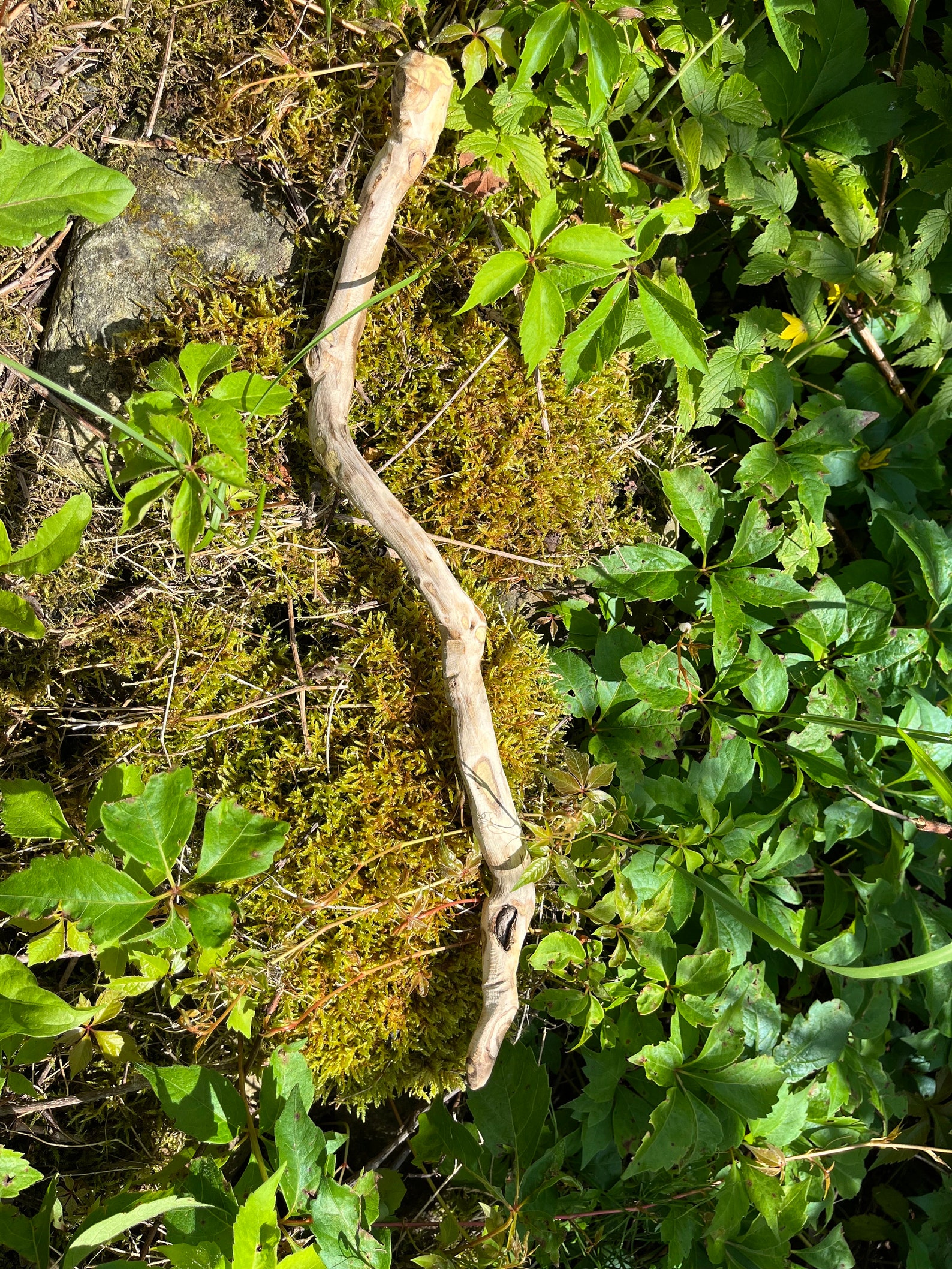 Natural Magic Wand Made of Sumac Wood Vinegar (rhus Typhina) the Wood ...