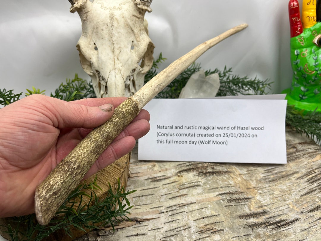 Natural Magic Wand Made of Hazel Wood (corylus Cornuta) Created on (01 ...