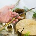 Magic and Rustic Wand of Natural Natural Winter Holly Stick - Etsy