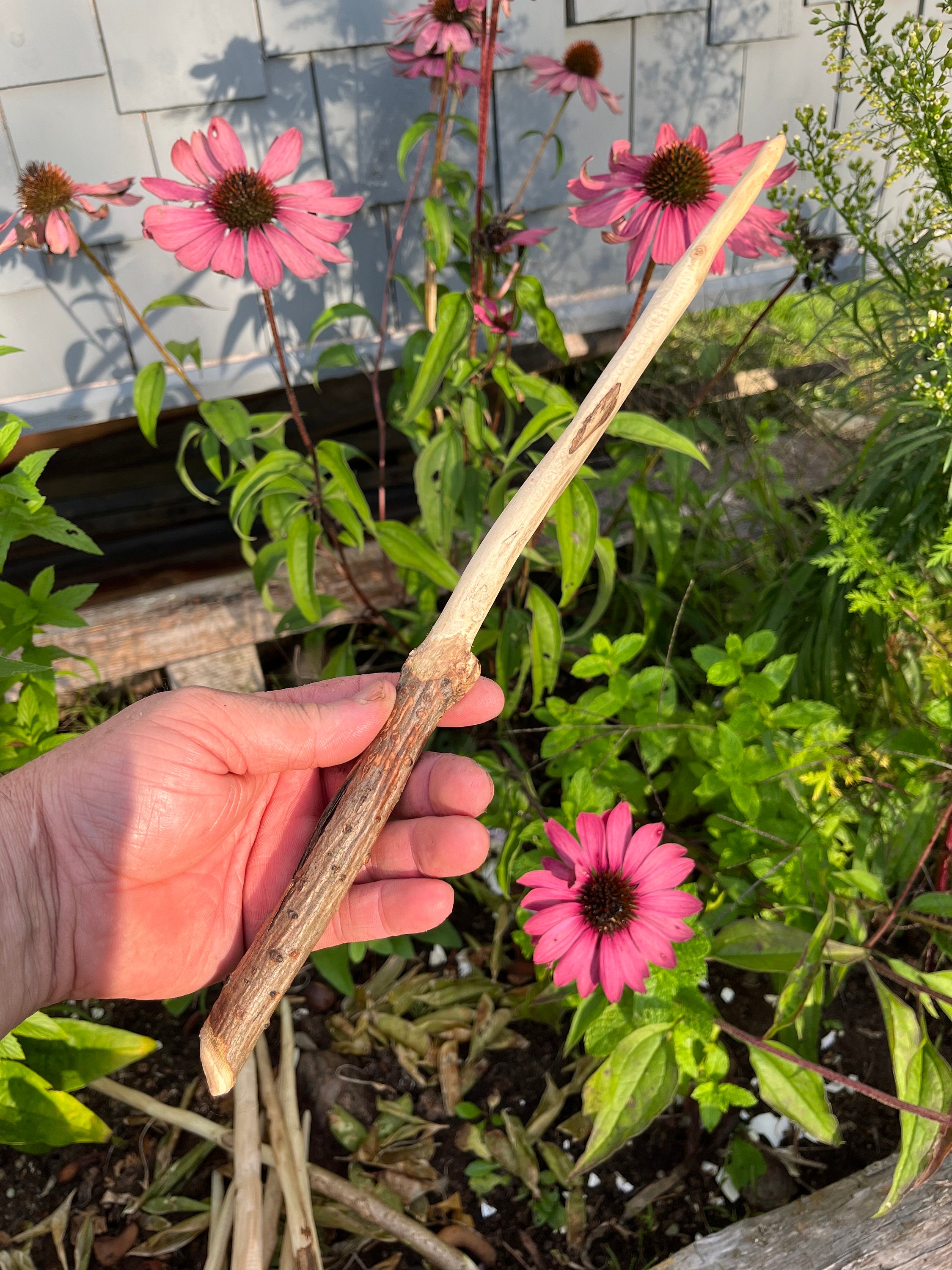Elder Tree Wand sambucus Nigra Ssp. Canadensis Was Born on - Etsy