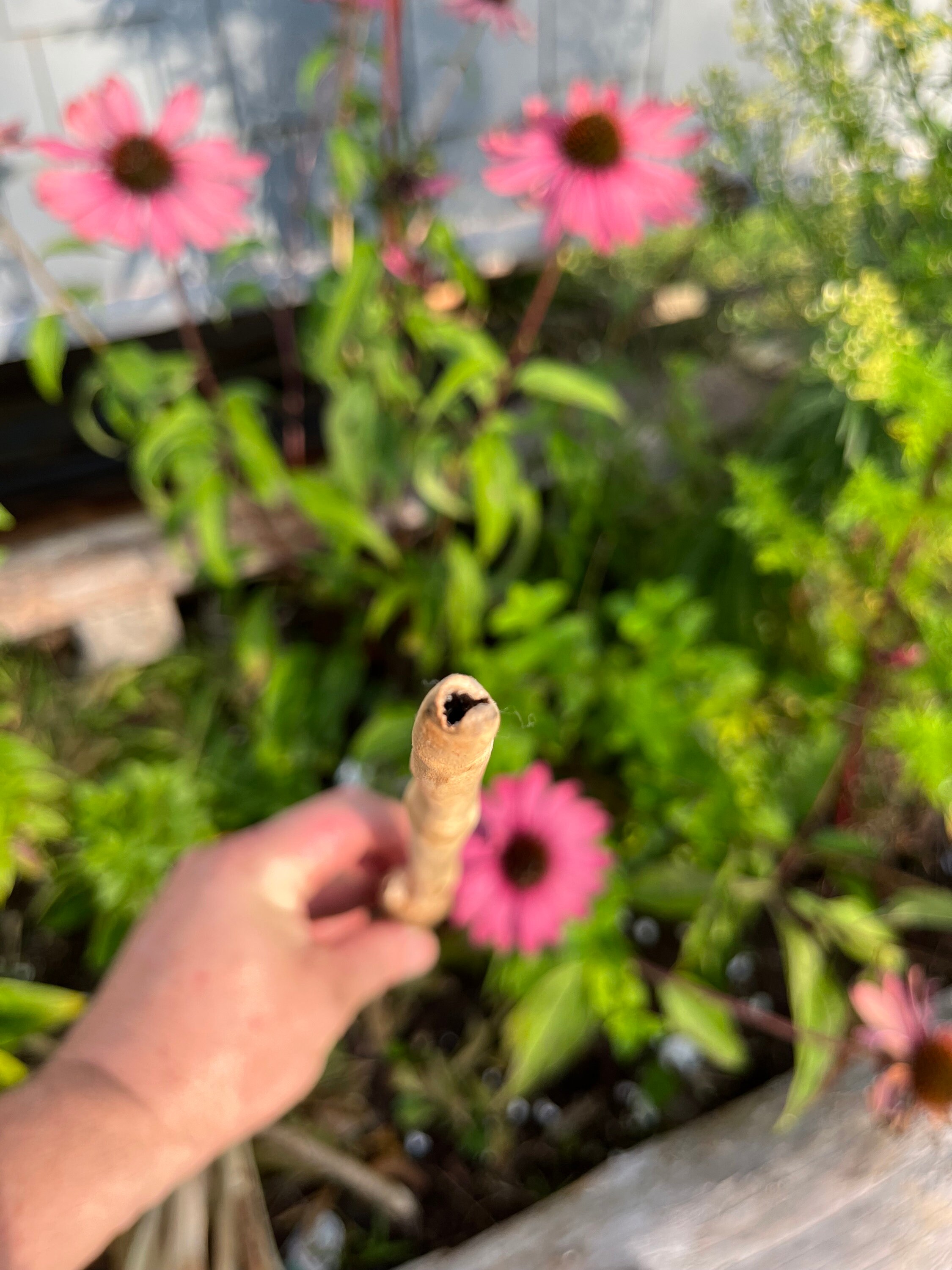 Elder Tree Wand sambucus Nigra Ssp. Canadensis Was Born on - Etsy