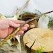 Magic and Rustic Wand of Natural Natural Winter Holly Stick - Etsy