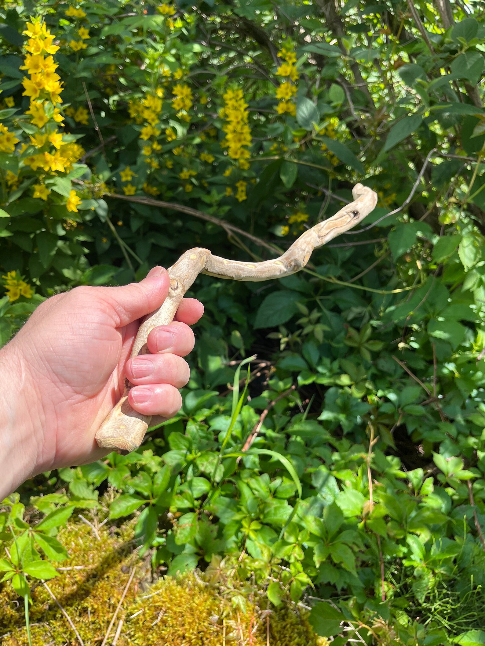Natural Magic Wand Made of Sumac Wood Vinegar (rhus Typhina) the Wood ...