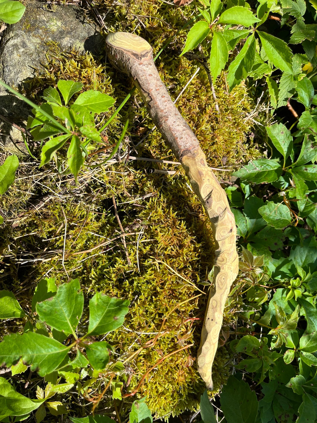 Natural Magic Wand Made of Sumac Wood Vinegar (rhus Typhina) the Wood ...