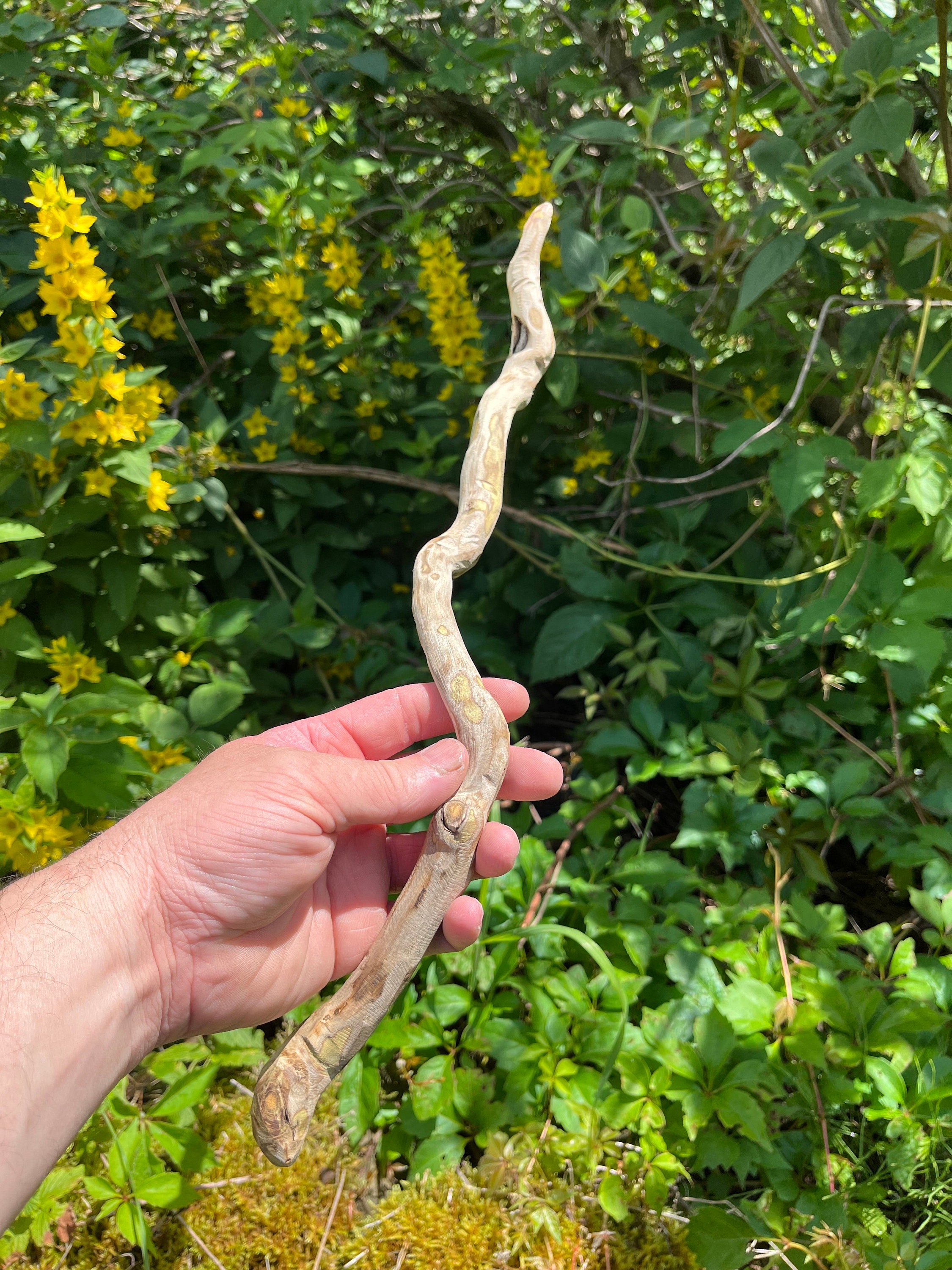 Natural Magic Wand Made of Sumac Wood Vinegar (rhus Typhina) the Wood ...