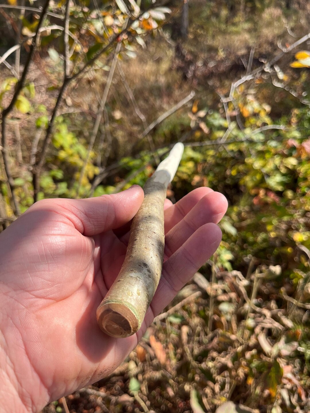 Rustic Wand of Winter Holly Wand (ilex Verticillata) Named Làmh Dheas ...