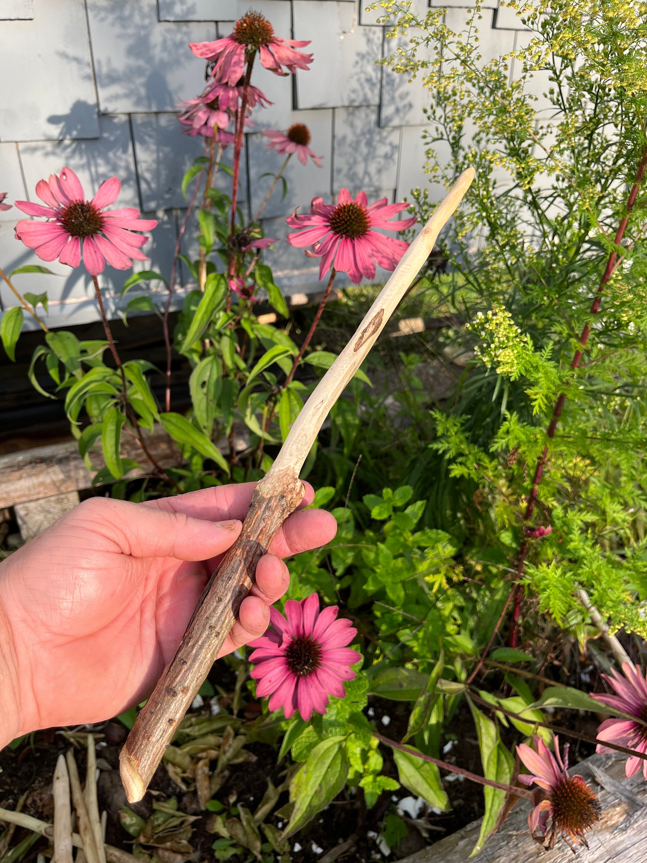 Elder Tree Wand sambucus Nigra Ssp. Canadensis Was Born on - Etsy