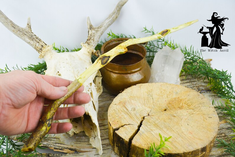 Magic and Rustic Wand of Natural Natural Winter Holly Stick ilex ...