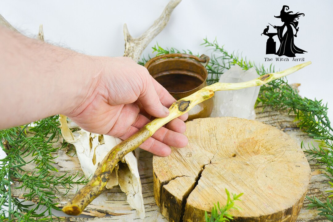 Magic and Rustic Wand of Natural Natural Winter Holly Stick (ilex ...