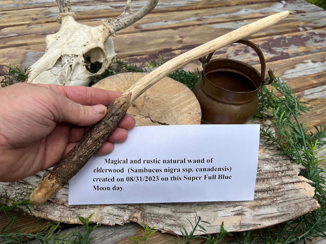 Elder Tree Wand (sambucus Nigra Ssp. Canadensis) Was Born on 08/31/2023 ...