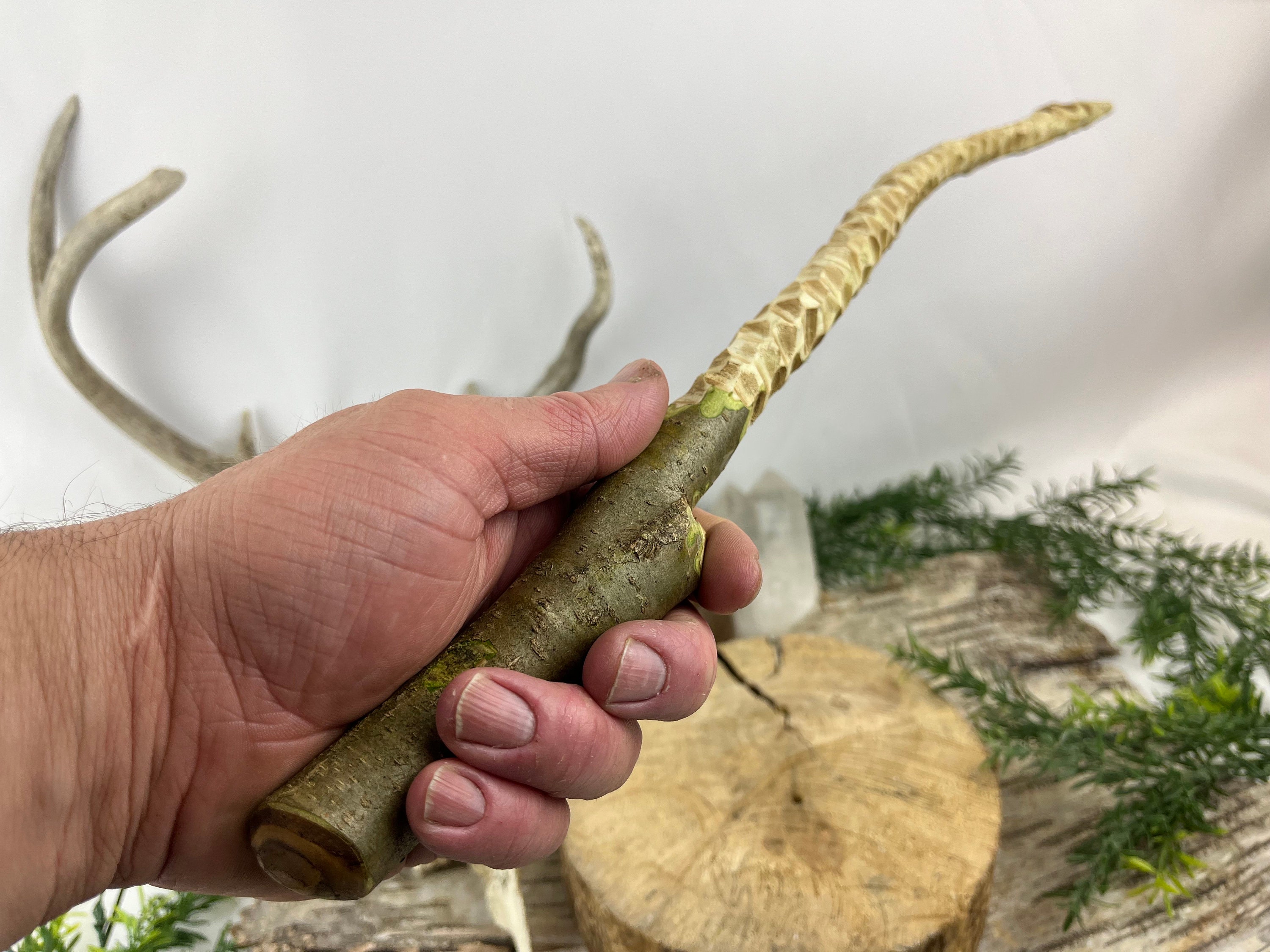 Magic and Rustic Wand of Natural Natural Winter Holly Stick (ilex ...