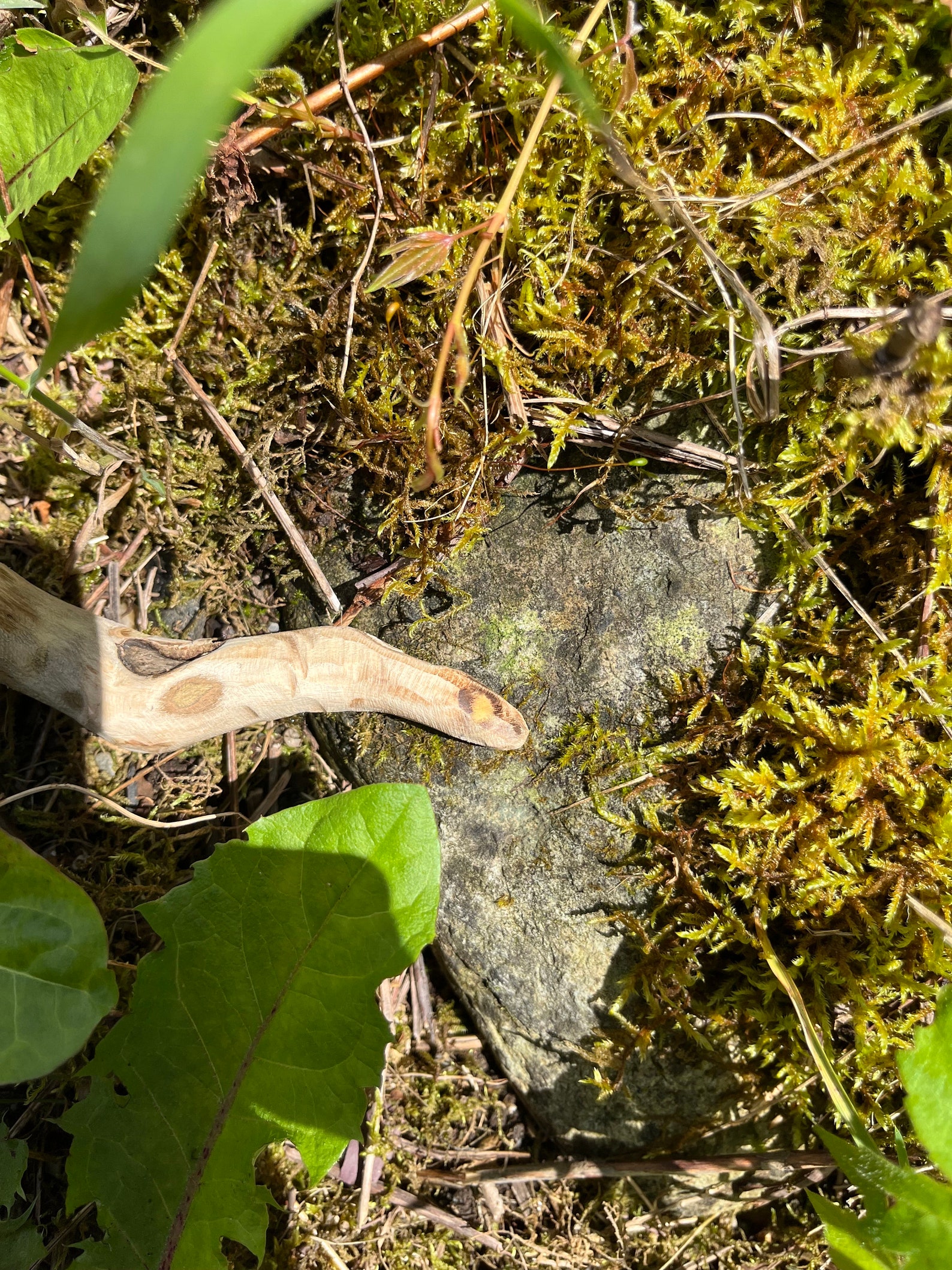 Natural Magic Wand Made of Sumac Wood Vinegar (rhus Typhina) the Wood ...