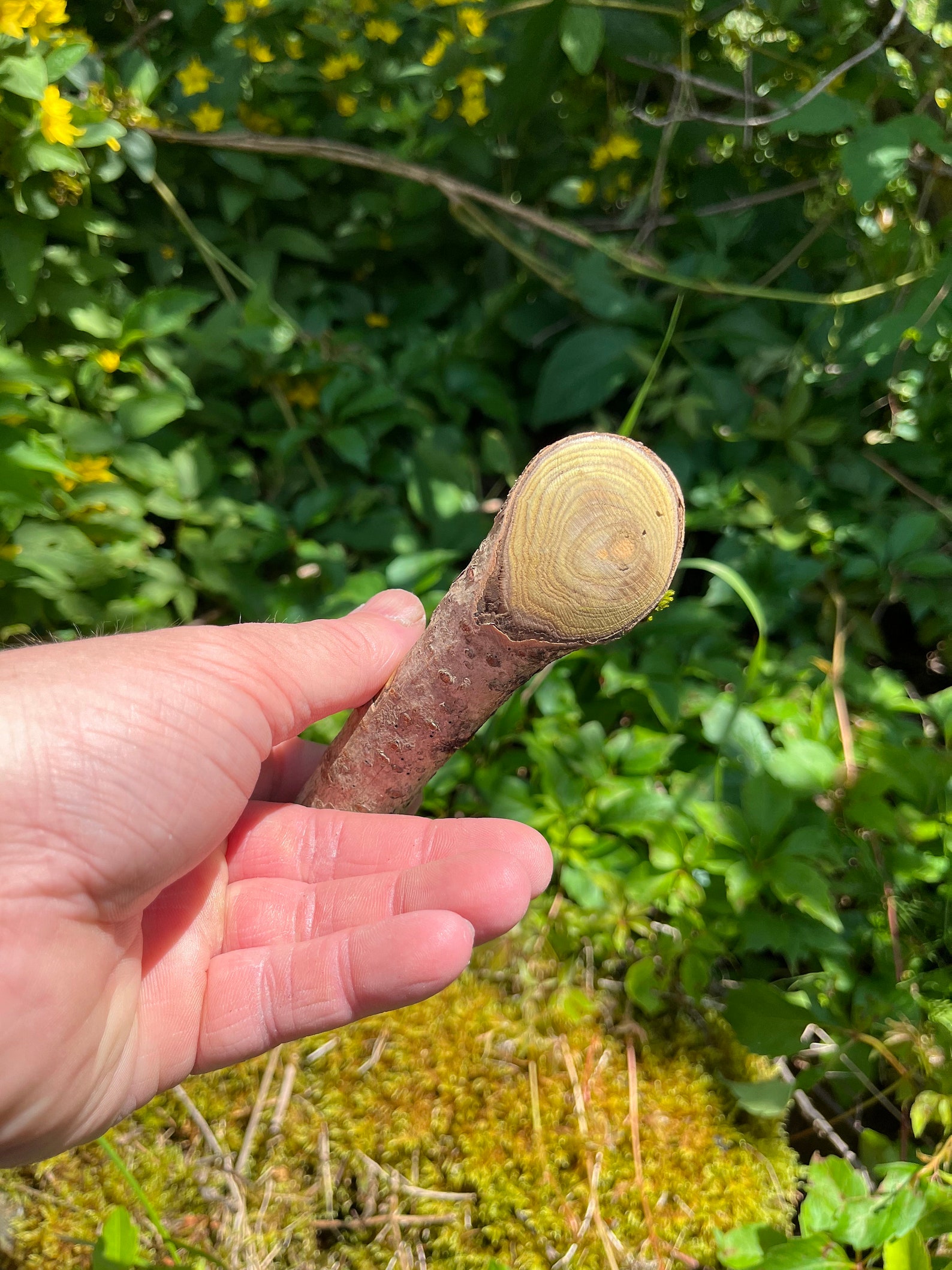 Natural Magic Wand Made of Sumac Wood Vinegar rhus Typhina the Wood of ...